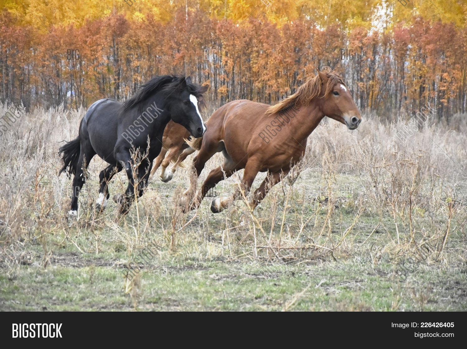 Horses Run Through Image & Photo (Free Trial) | Bigstock