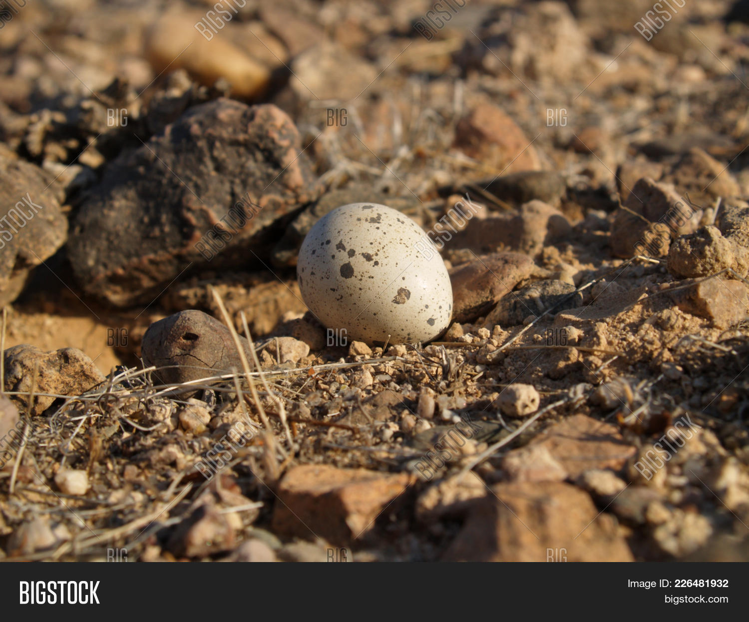 Hawk Egg