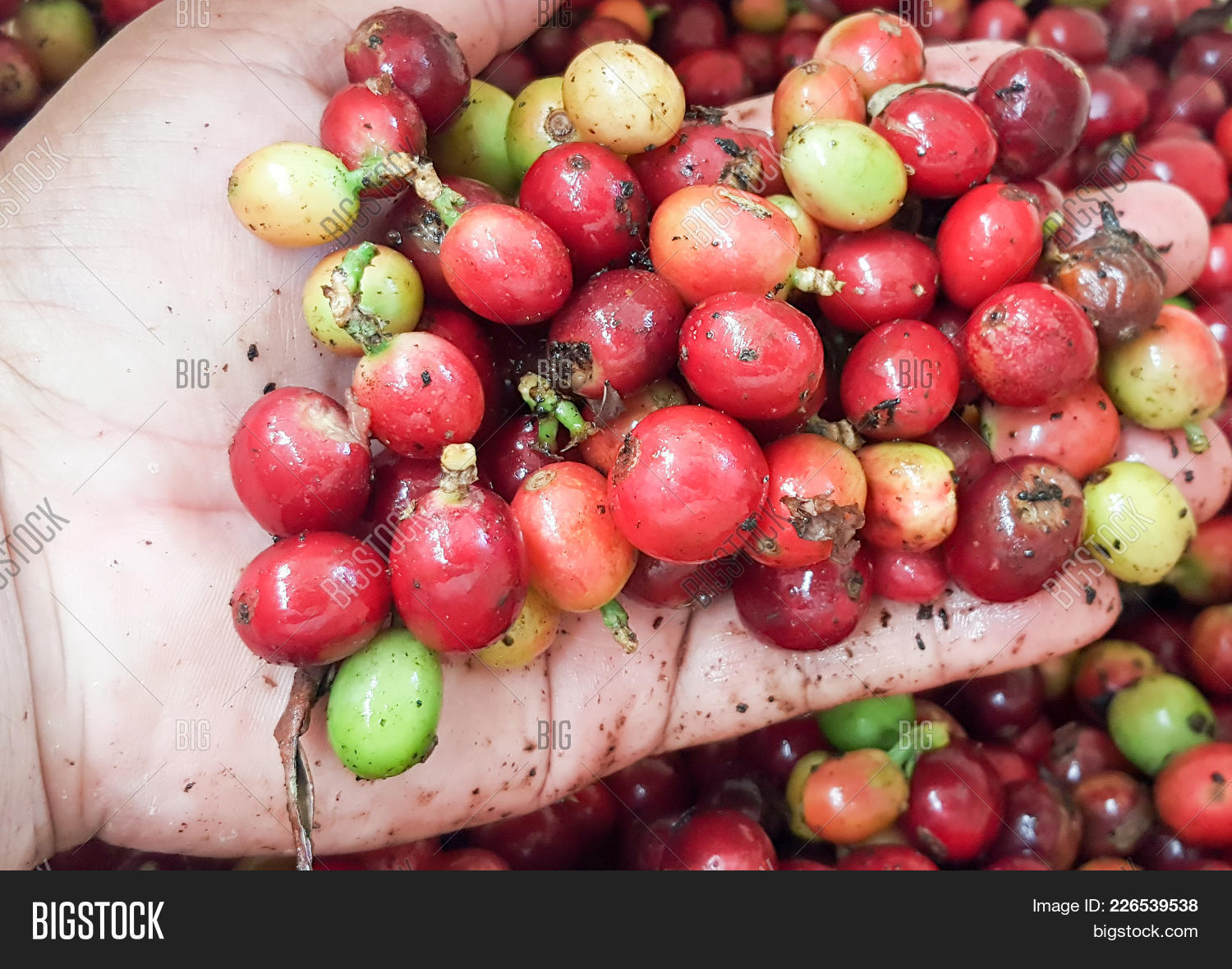 Coffee Cherries Will Image & Photo (Free Trial) | Bigstock