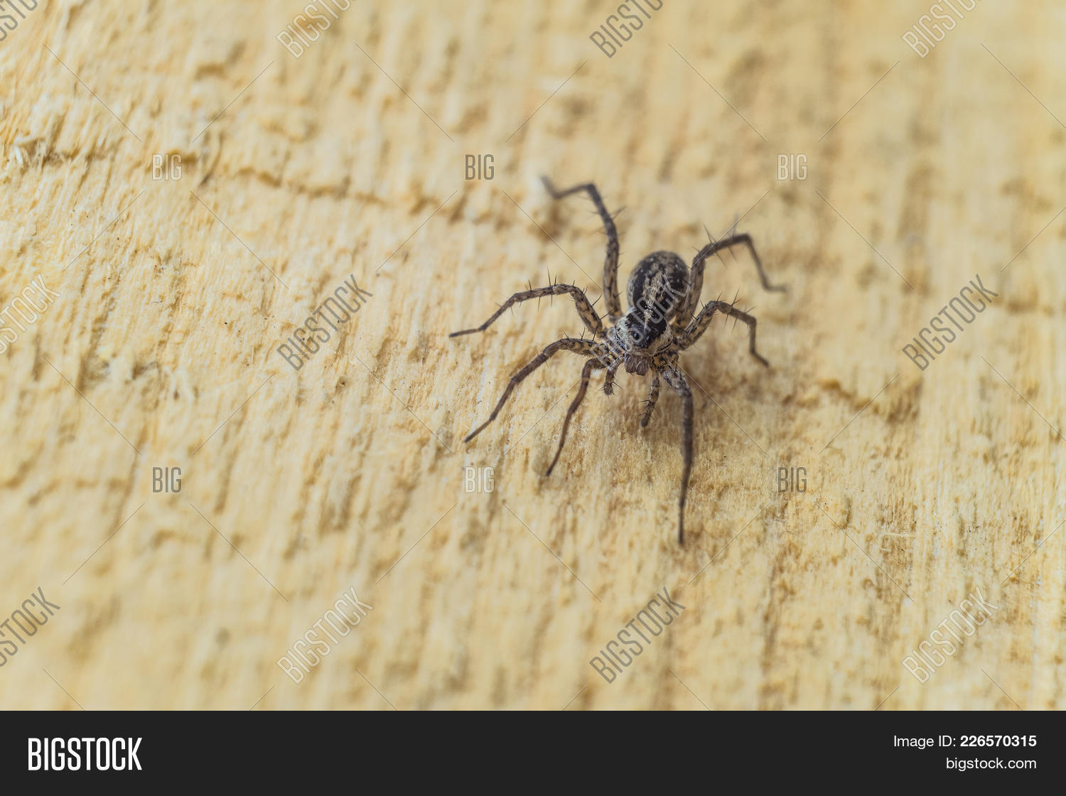 Fiddleback Spider, Image & Photo (Free Trial) | Bigstock
