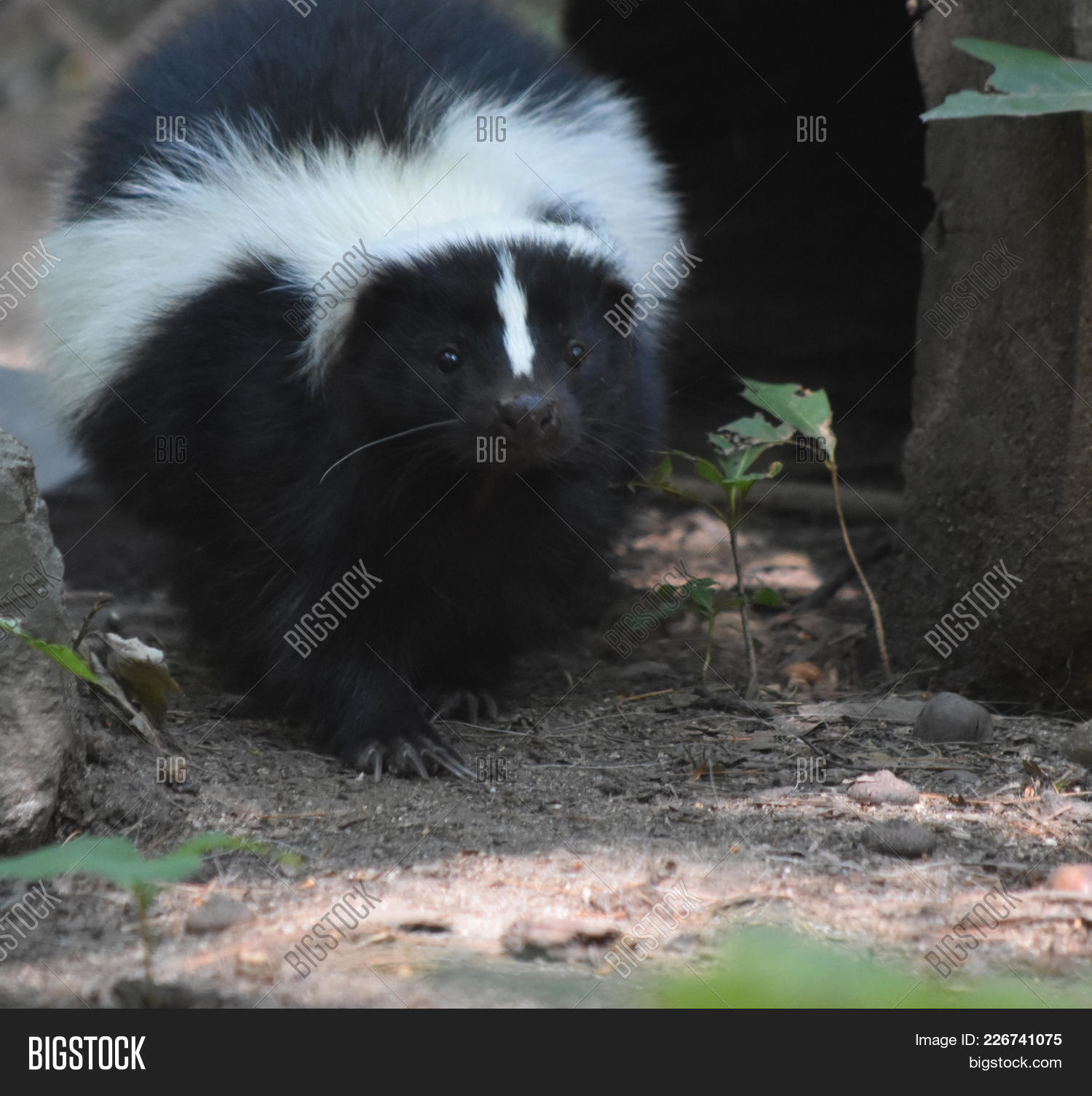 Adorable Wild Skunk Image & Photo (Free Trial) | Bigstock