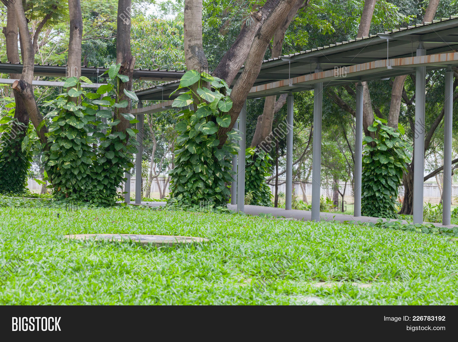 Green Golden Pathos Image & Photo (Free Trial) | Bigstock