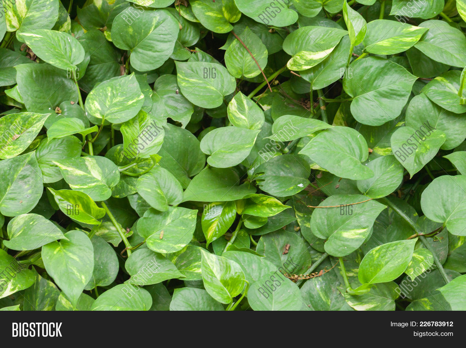 Green Golden Pathos Image & Photo (Free Trial) | Bigstock