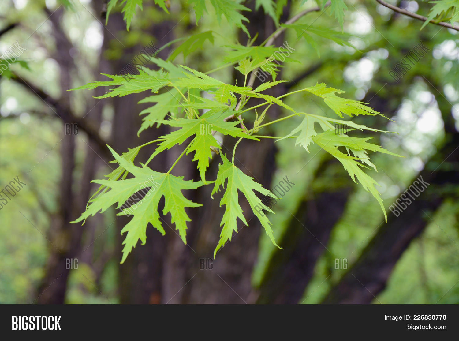 Silver Maple Tree Image & Photo (Free Trial) | Bigstock