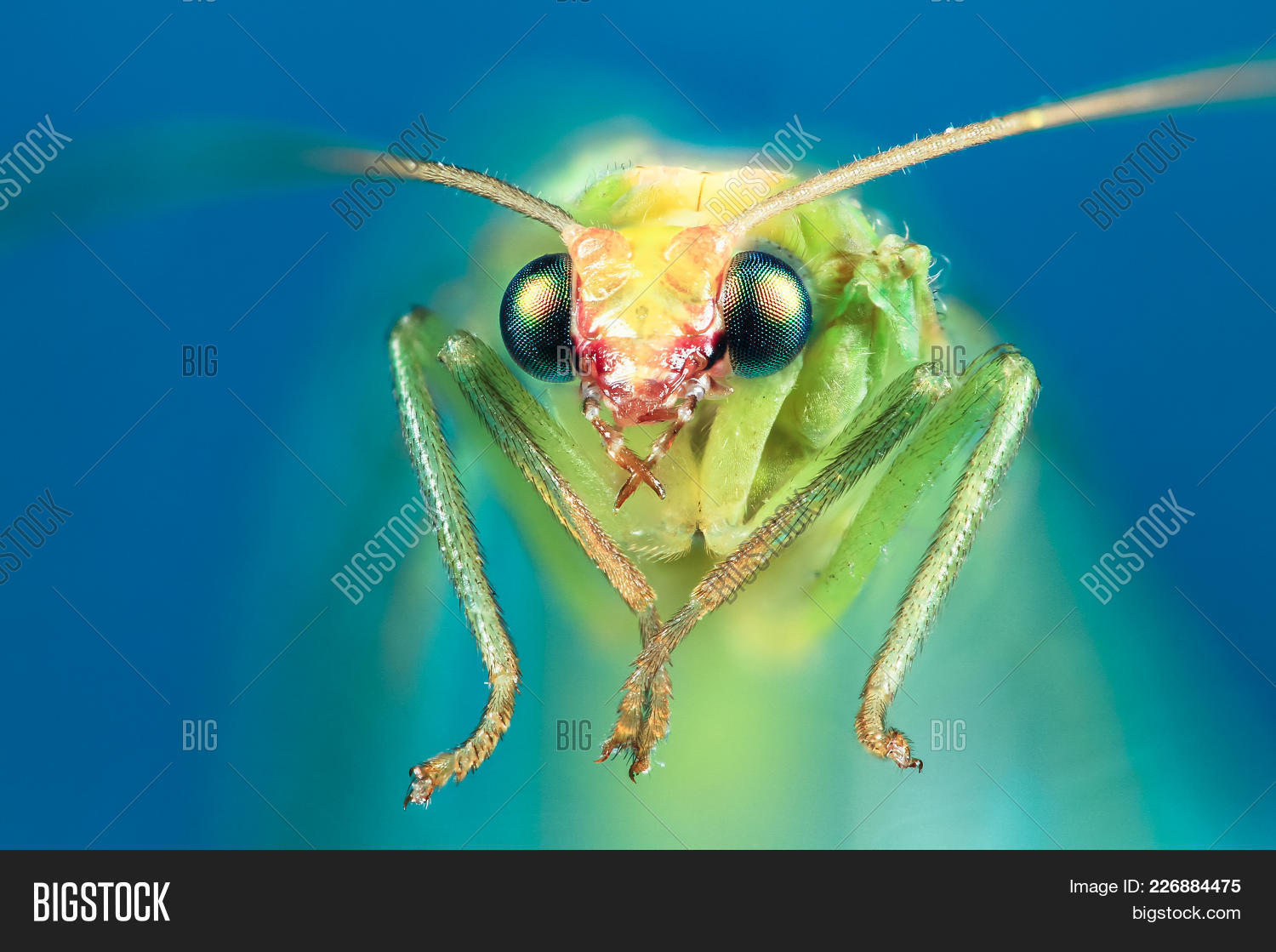 Common Green Lacewing Image & Photo (Free Trial) | Bigstock
