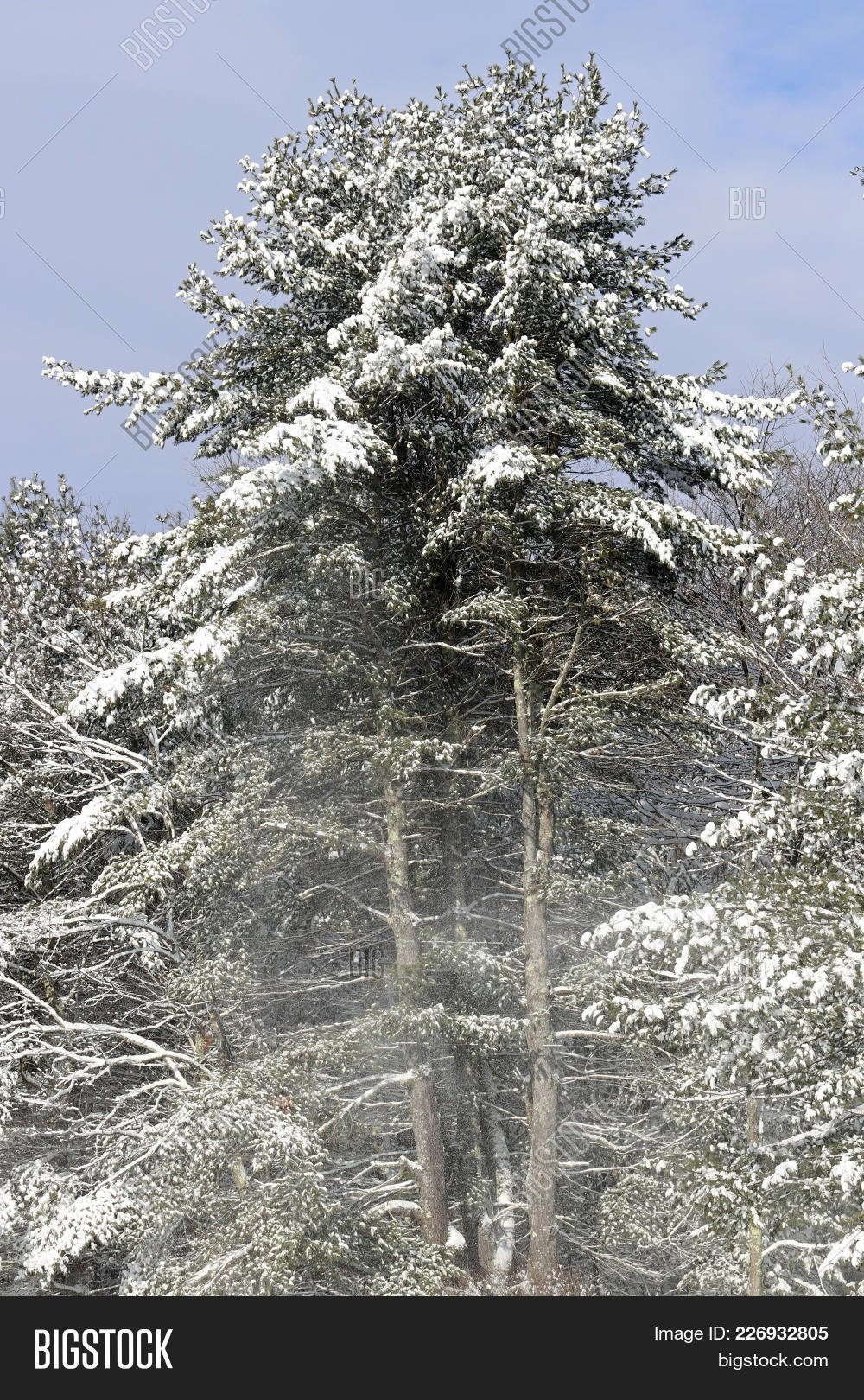 Hemlock Tree With Snow