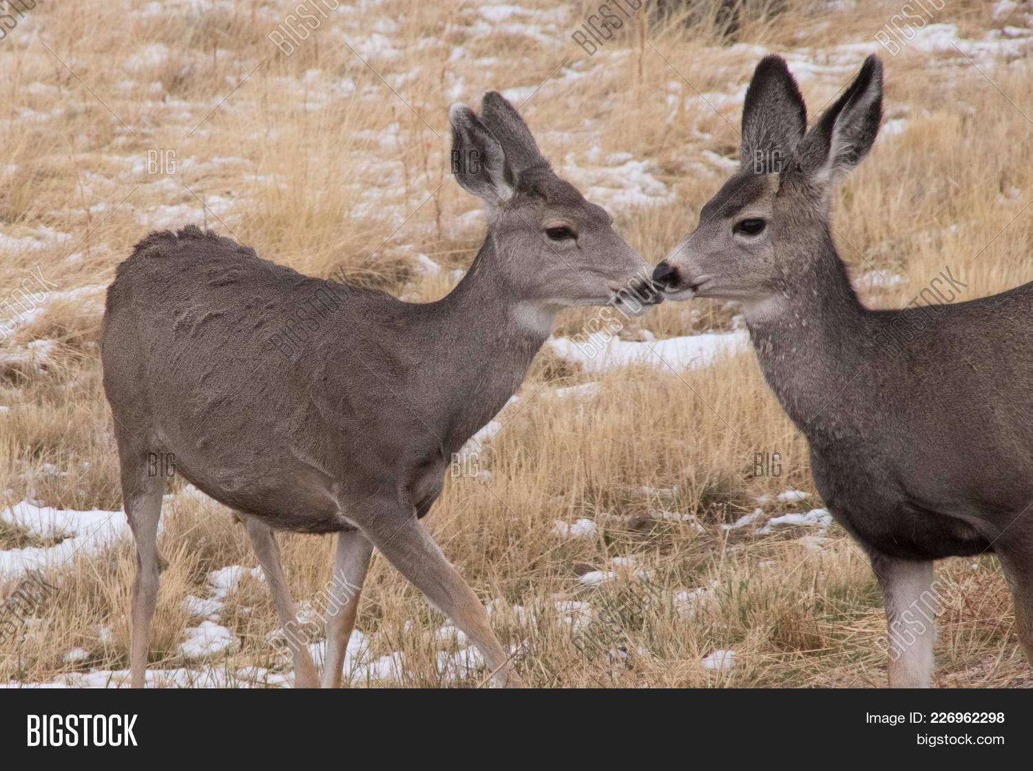 Two Deer Sharing Image & Photo (Free Trial) | Bigstock
