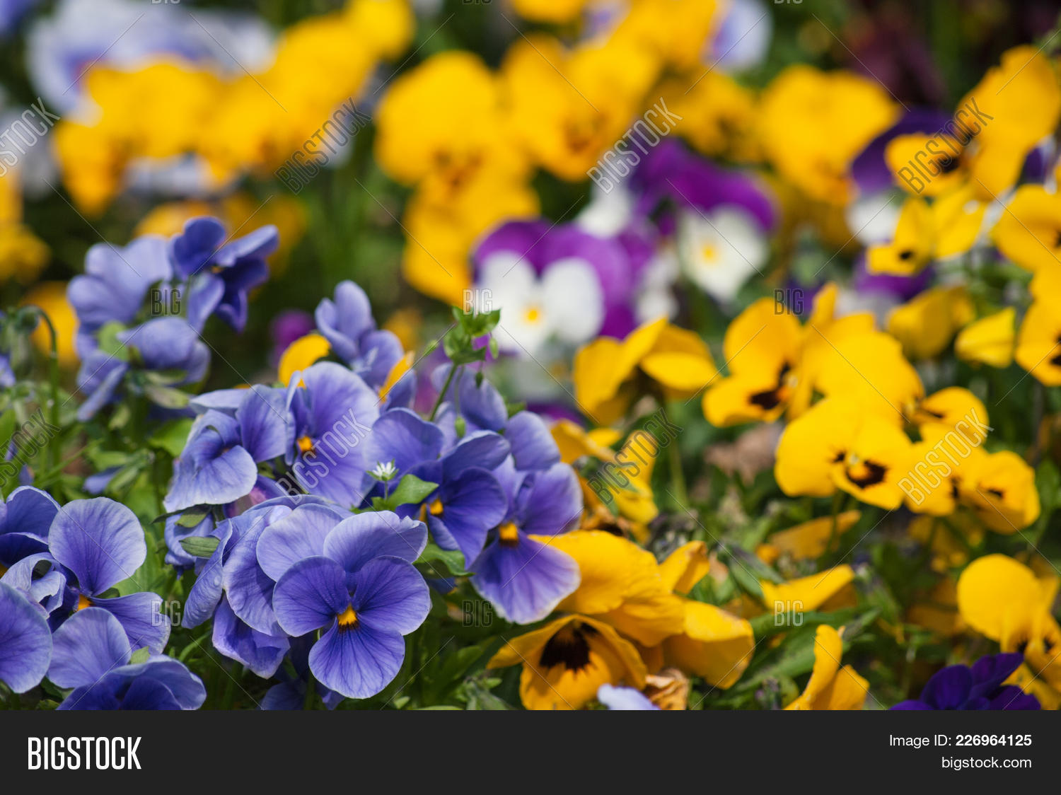 Pansy Garden Image & Photo (Free Trial) | Bigstock