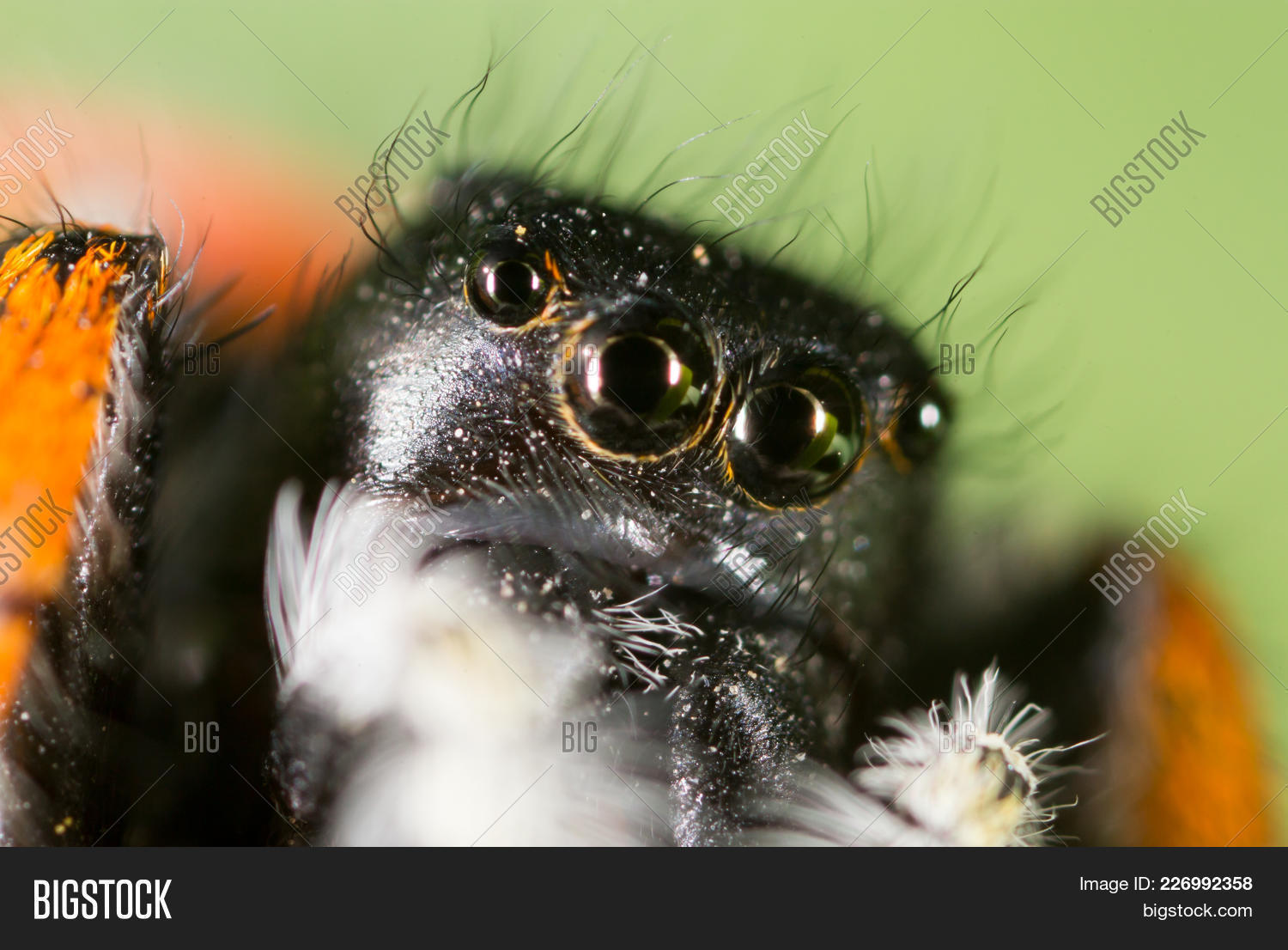 Portrait Spider Nature Image & Photo (Free Trial) | Bigstock