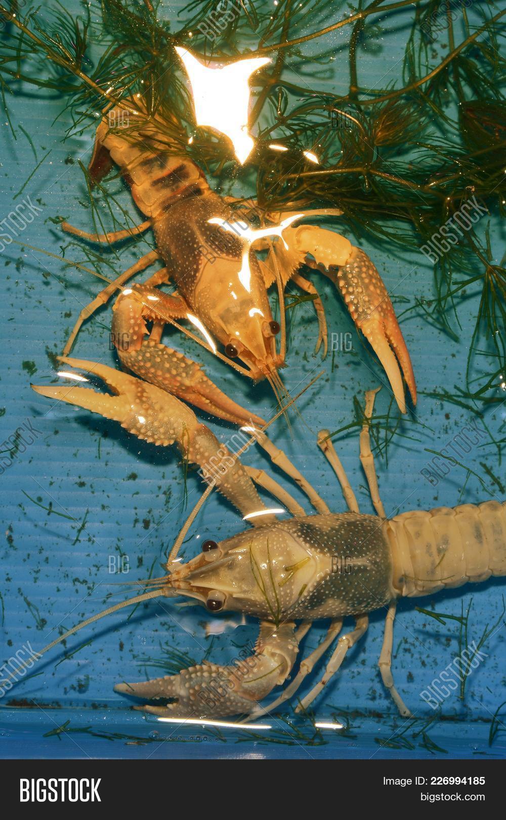 Colorful Crayfish ( Image & Photo (Free Trial) | Bigstock