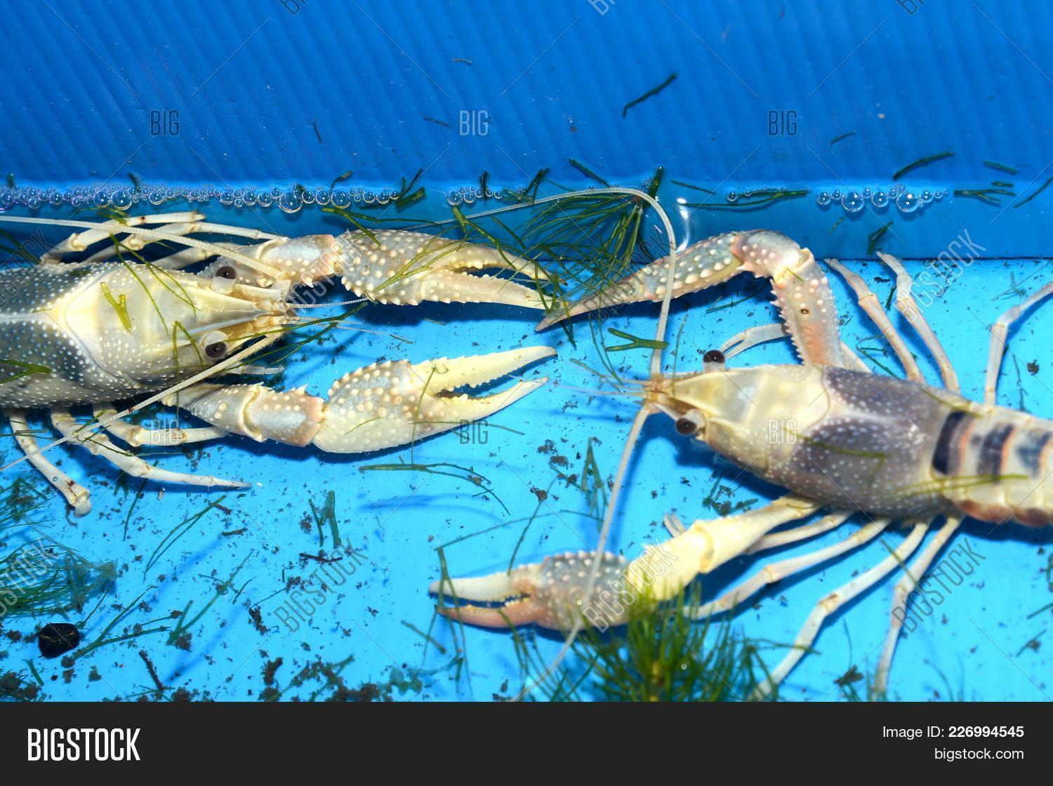 Colorful Crayfish ( Image & Photo (Free Trial) | Bigstock