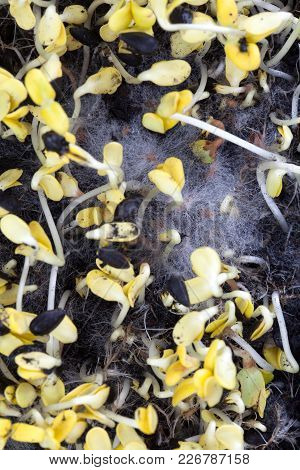 White Fungus On Soil Image & Photo (Free Trial) | Bigstock