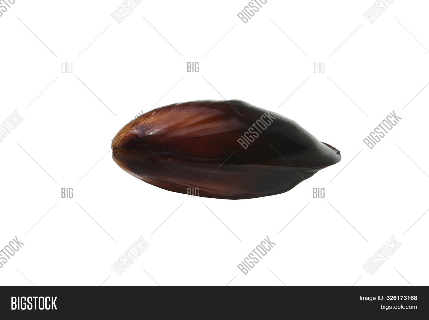 Alive Mussel Mytilus Image & Photo (Free Trial) | Bigstock