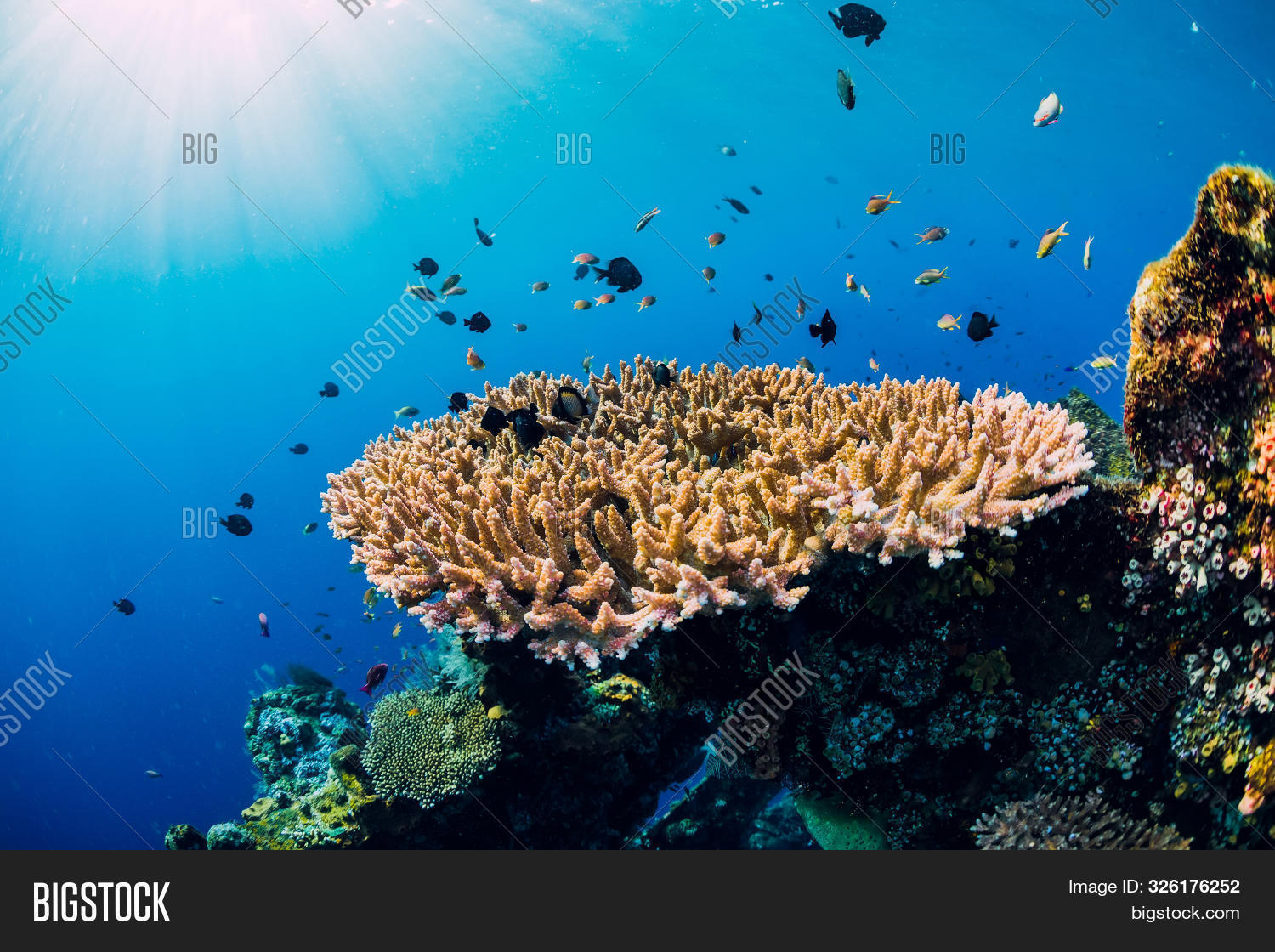 Underwater Ocean Life Image & Photo (Free Trial) | Bigstock
