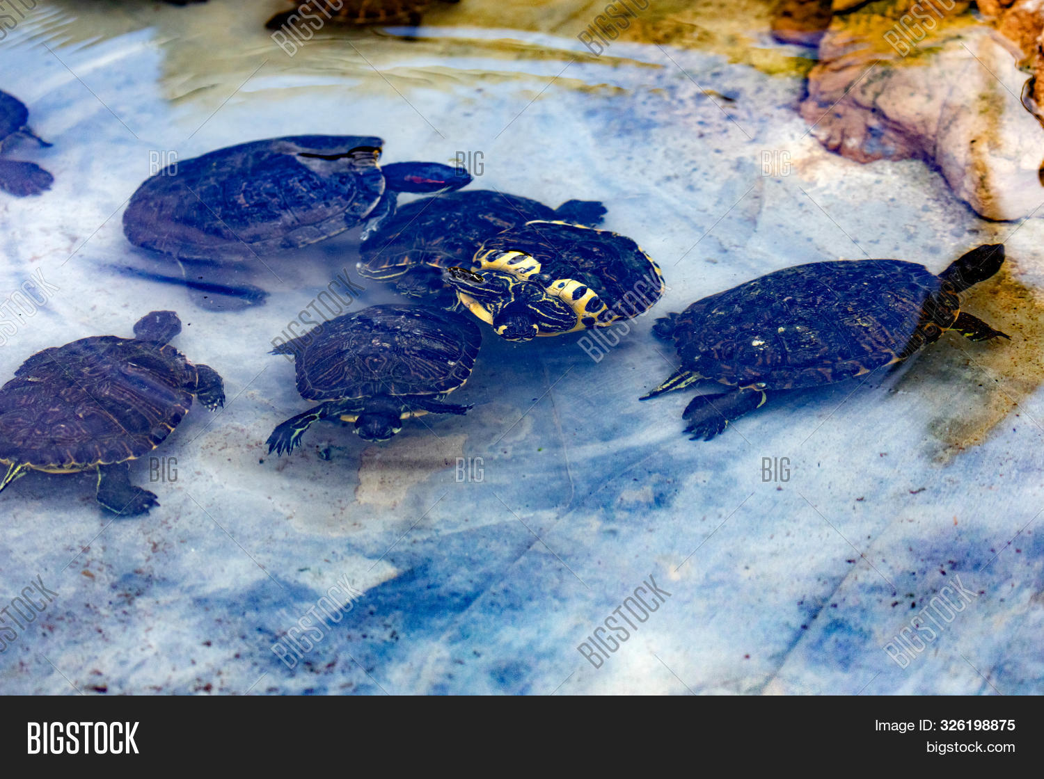 Family Turtles Taking Image & Photo (Free Trial) | Bigstock