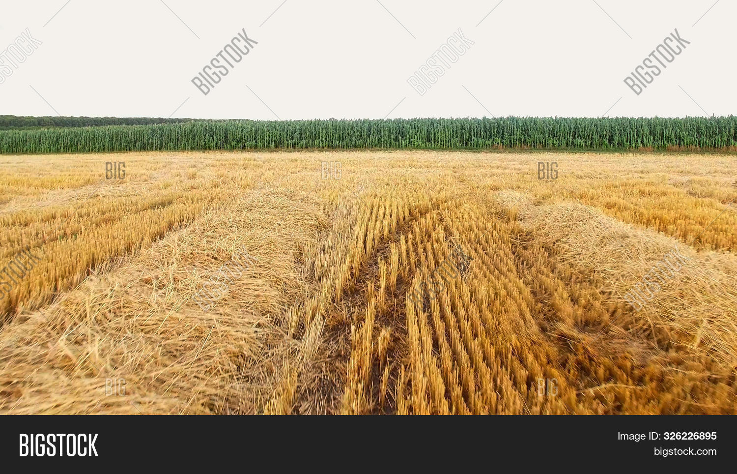 Mown Hay Yellow Color Image & Photo (Free Trial) | Bigstock