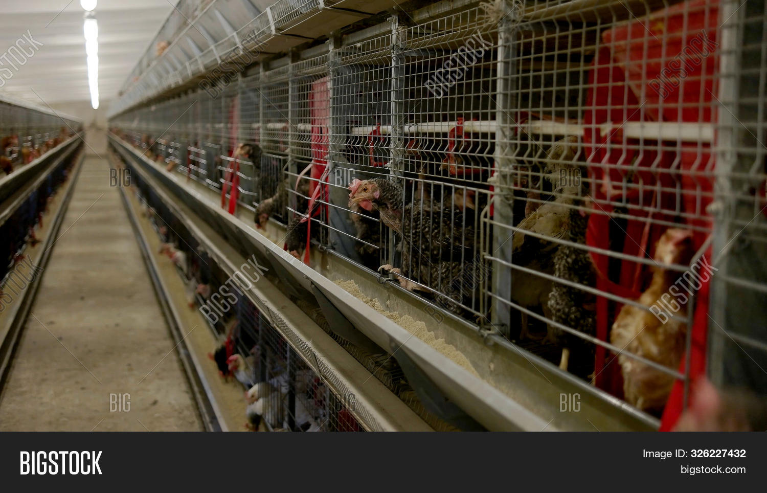 Imagen y foto Rows Cages Hens. (prueba gratis) | Bigstock
