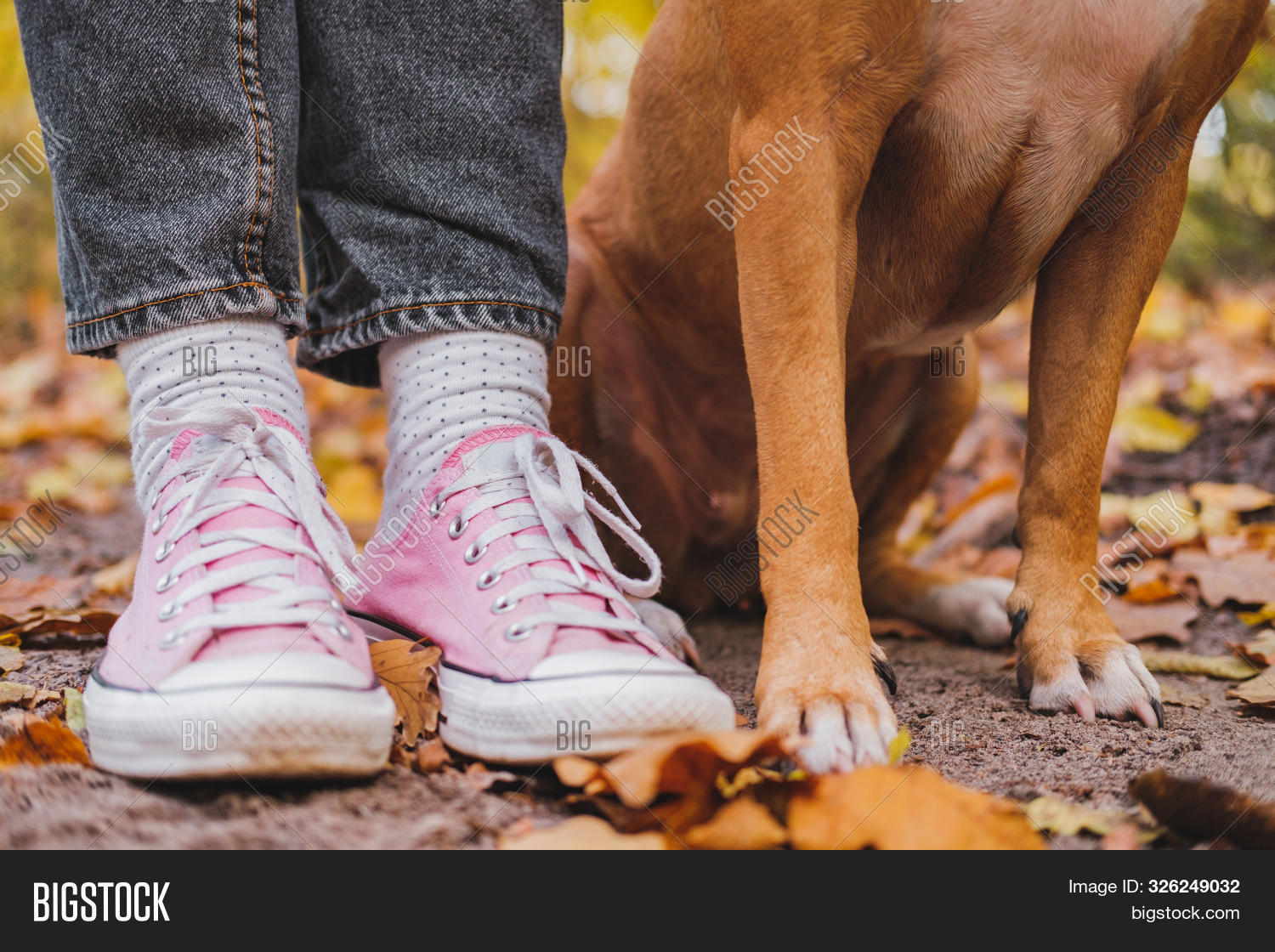 Human Dog's Feet Among Image & Photo (Free Trial) | Bigstock