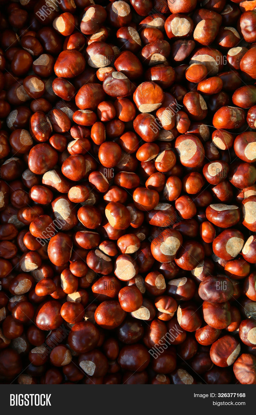 Chestnuts Symbol Image & Photo (Free Trial) | Bigstock