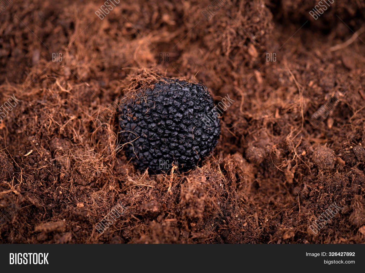 Black Truffle Ground. Image & Photo (Free Trial) | Bigstock