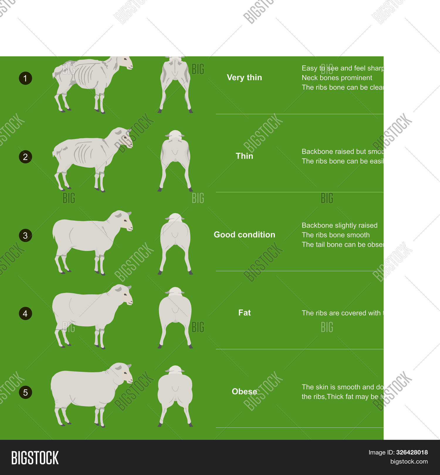 Scoring Body Vector & Photo (Free Trial) | Bigstock