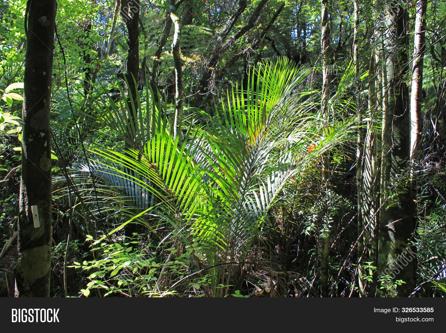 Jungle Goldie Bush Image & Photo (Free Trial) | Bigstock