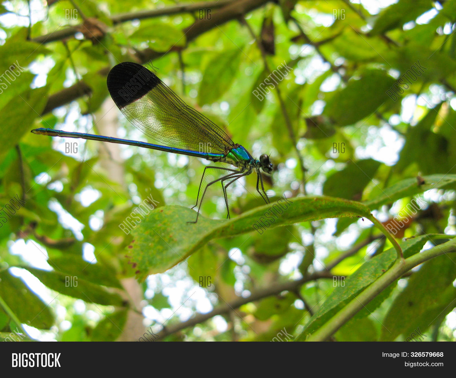 Colorful Dragonfly On Image & Photo (Free Trial) | Bigstock