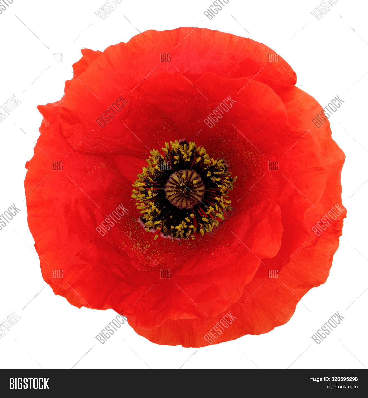 Poppy Flower Isolated Image & Photo (Free Trial) | Bigstock