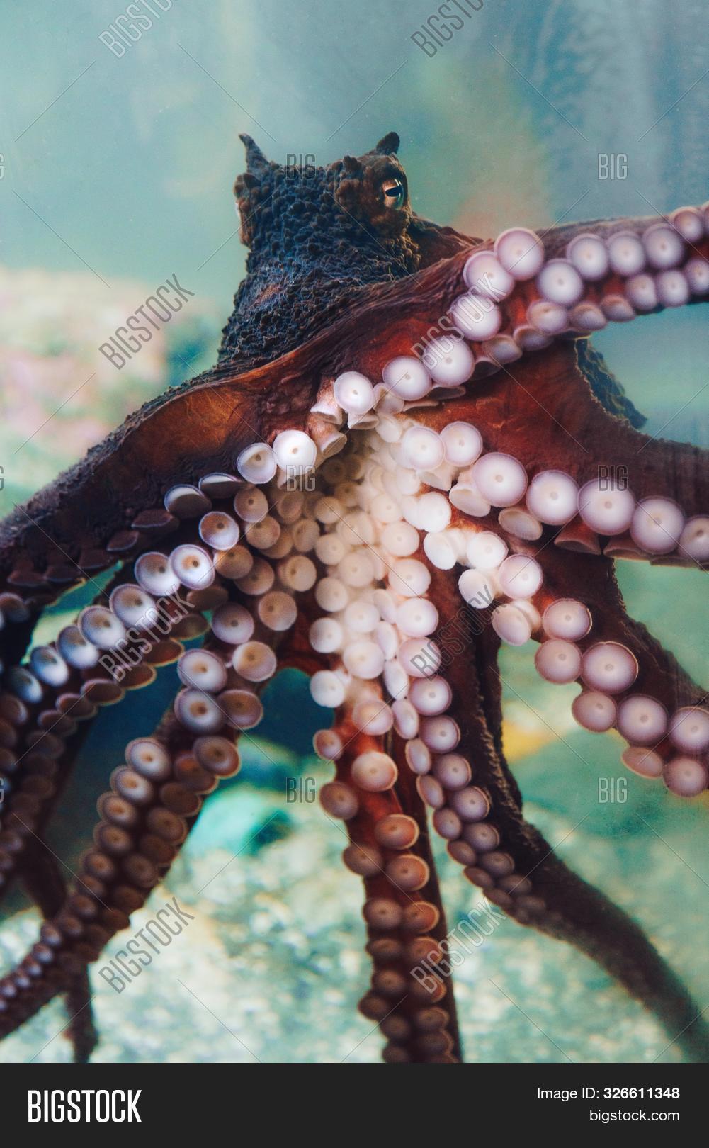 Portrait Brown Octopus Image & Photo (Free Trial) | Bigstock