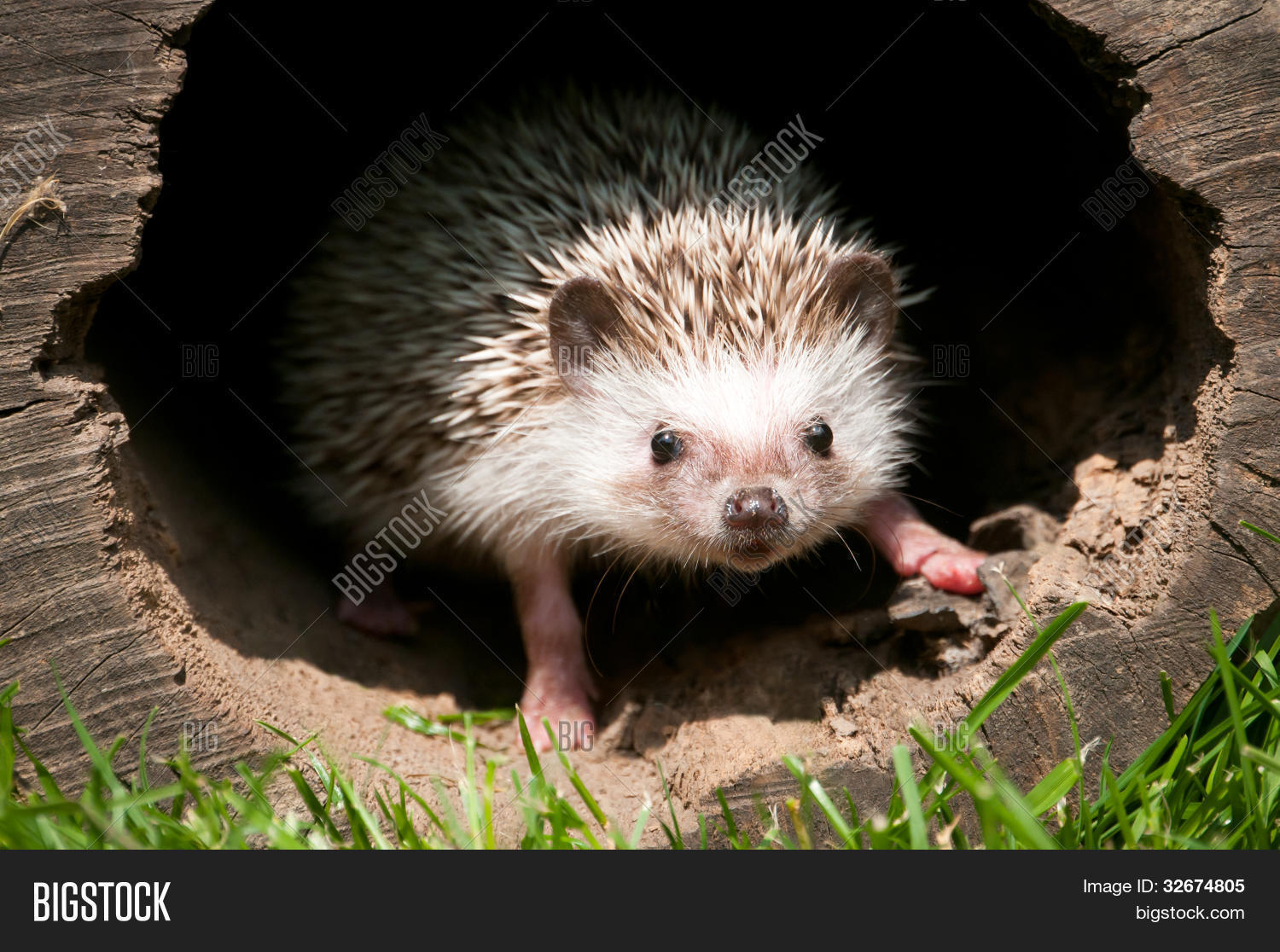 Hedgehog Wood Image & Photo (Free Trial) | Bigstock