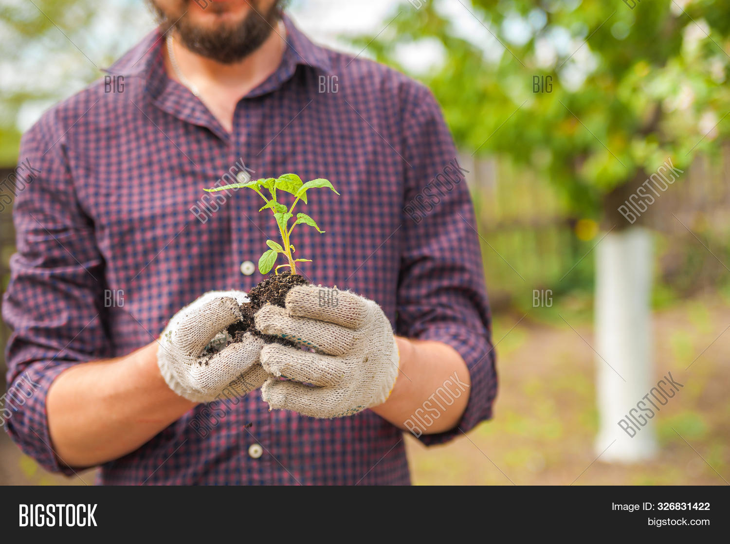 Transplanting Plants Image & Photo (Free Trial) | Bigstock