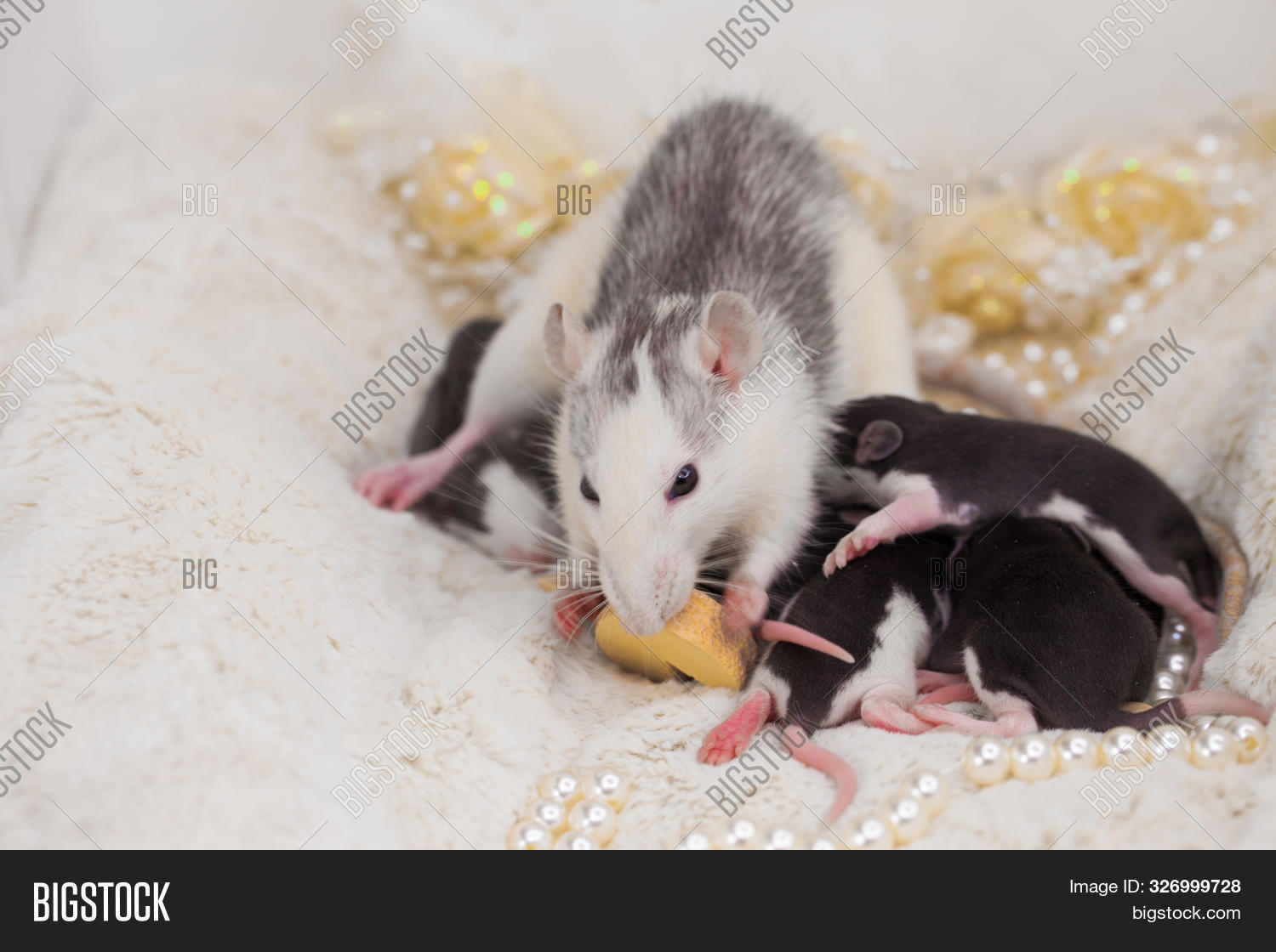 Mom Rat Her Cubs. Image & Photo (Free Trial) | Bigstock