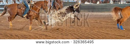 Young Cow Being Image & Photo (Free Trial) | Bigstock