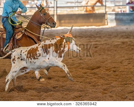 Young Cow Being Image & Photo (Free Trial) | Bigstock