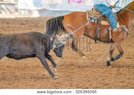 Young Cow Being Image & Photo (Free Trial) | Bigstock