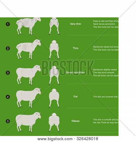 Scoring Body Vector & Photo (Free Trial) | Bigstock