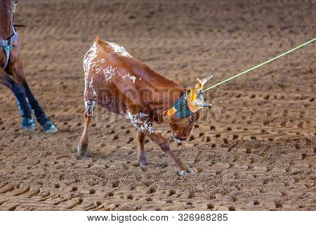 Young Cow Being Image & Photo (Free Trial) | Bigstock