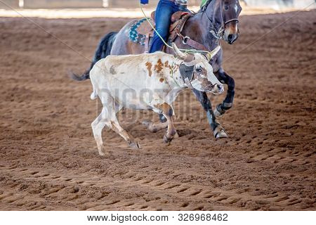 Young Cow Being Image & Photo (Free Trial) | Bigstock