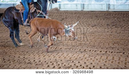Young Cow Being Image & Photo (Free Trial) | Bigstock