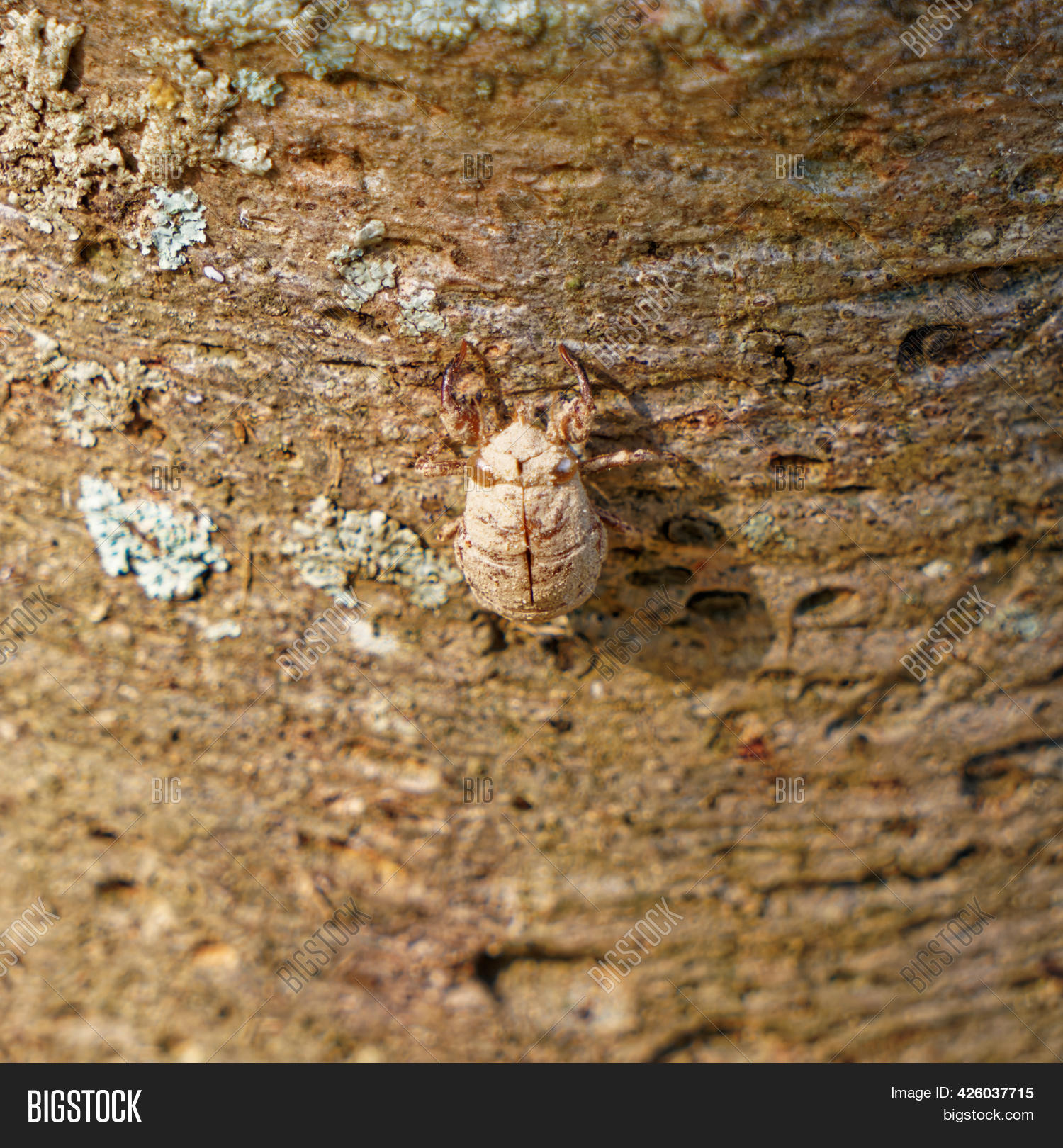 Dry Cicada Shell On Image & Photo (Free Trial) | Bigstock