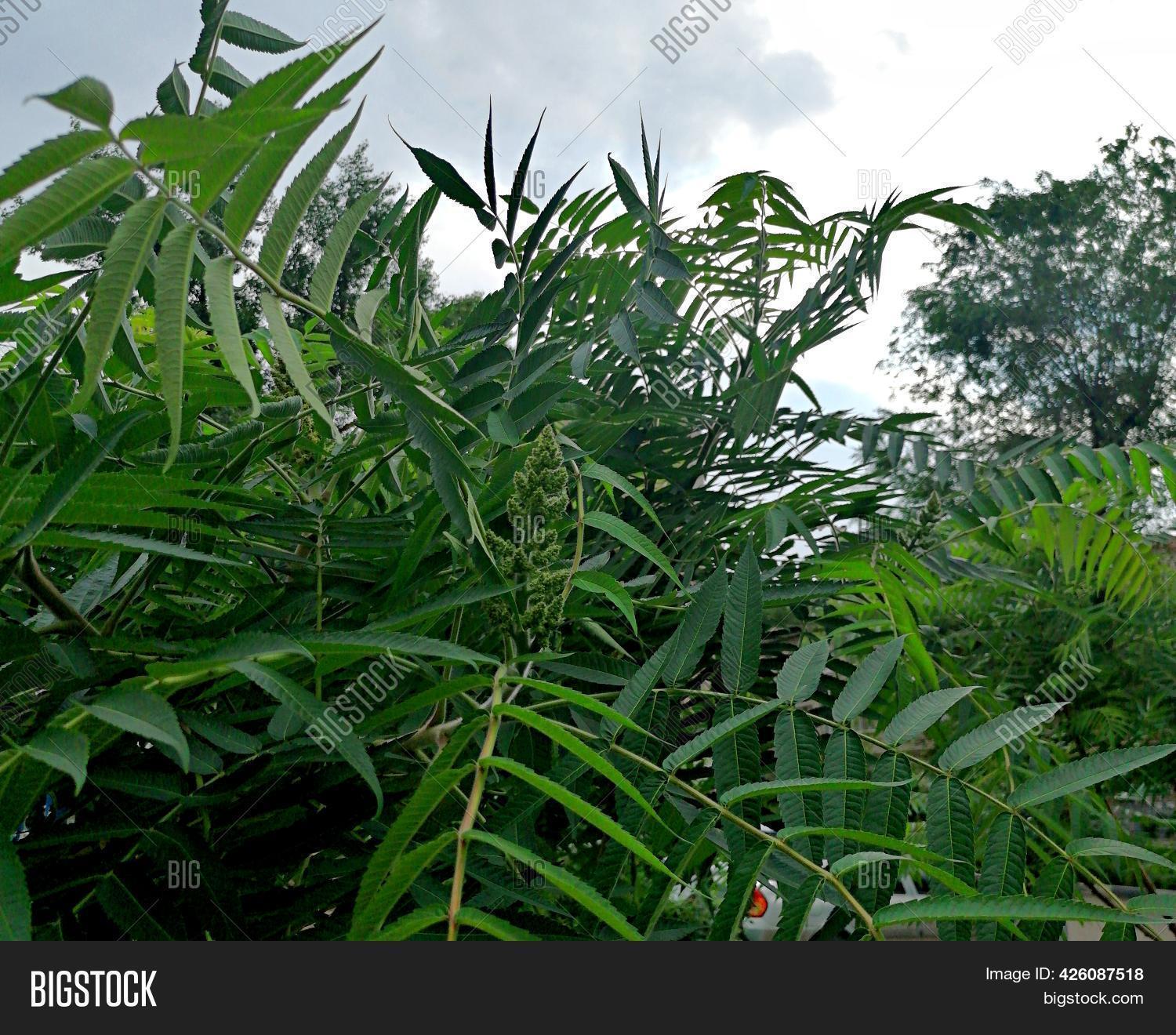 Summer, Leaves On Image & Photo (Free Trial) | Bigstock