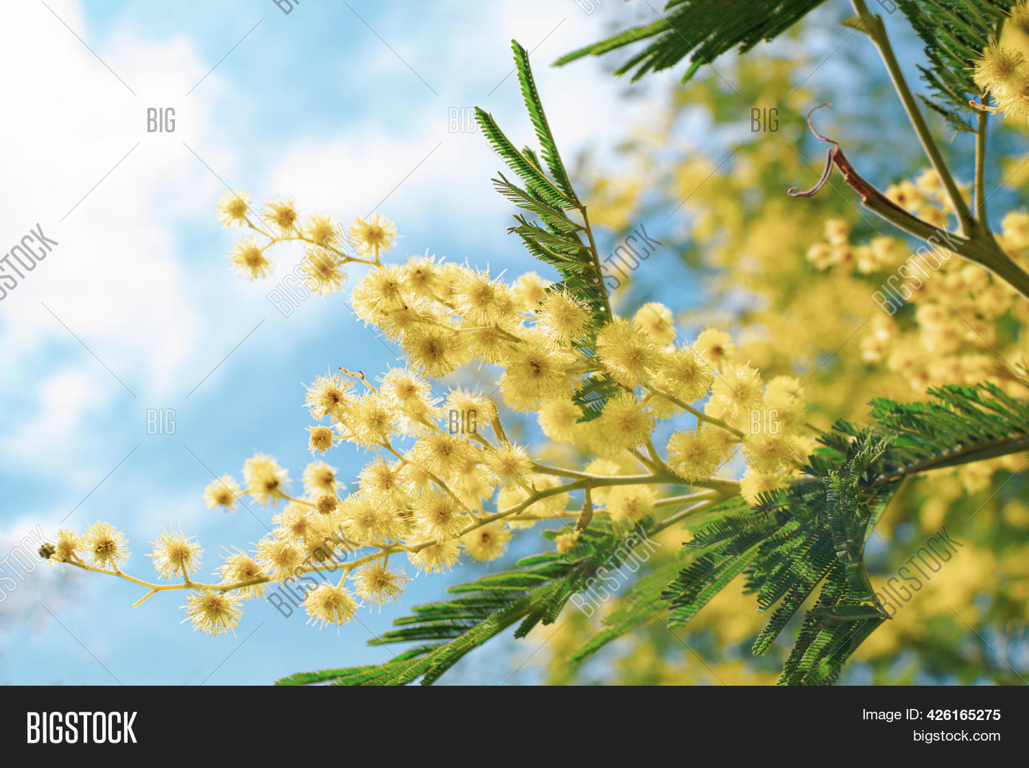 Blooming Mimosa Branch Image & Photo (Free Trial) | Bigstock