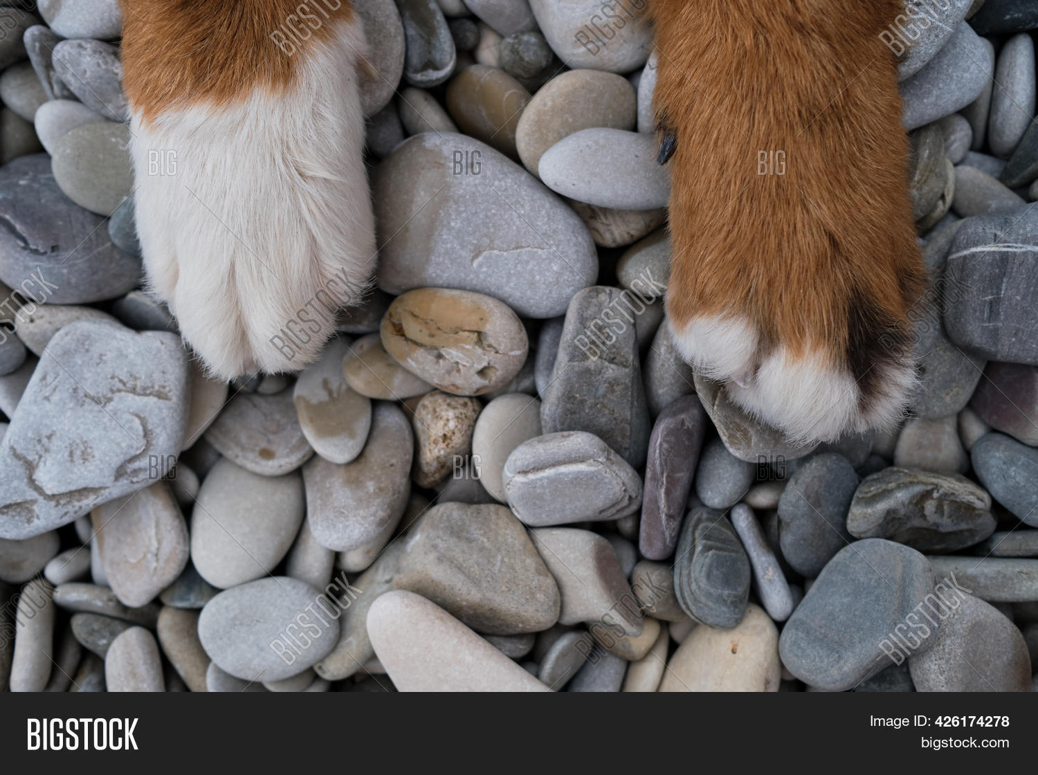 Paws Large Dog Close- Image & Photo (Free Trial) | Bigstock