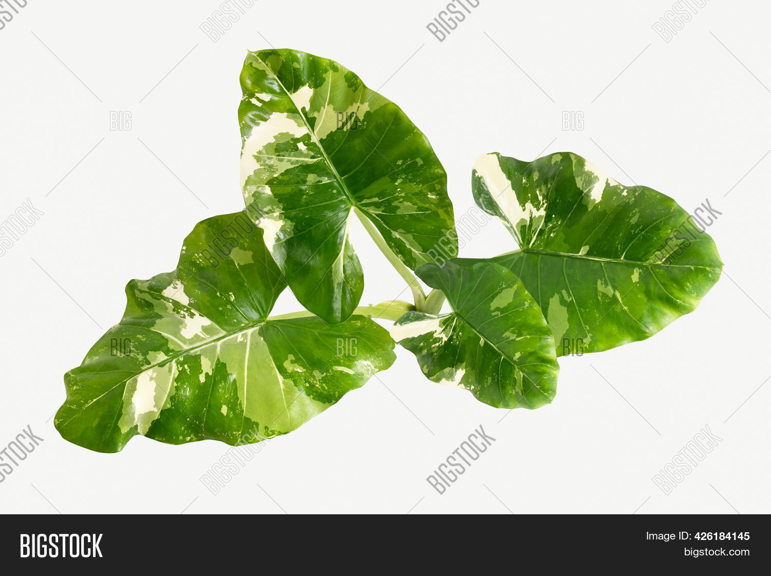 Heart Shaped Alocasia Image & Photo (Free Trial) | Bigstock