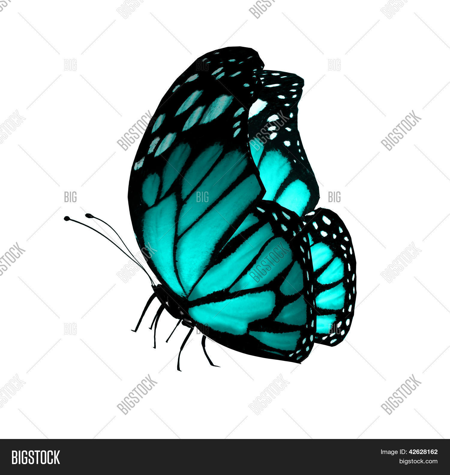 Turquoise Butterfly , Image & Photo (Free Trial) | Bigstock