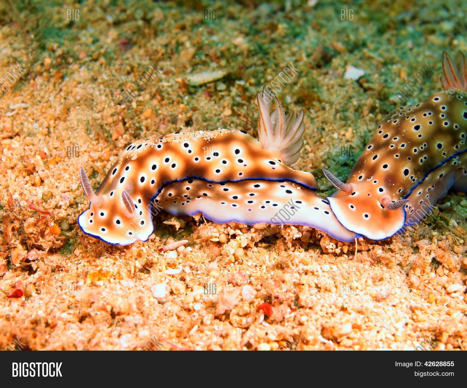 Sea Slugs Philippine Image & Photo (Free Trial) | Bigstock