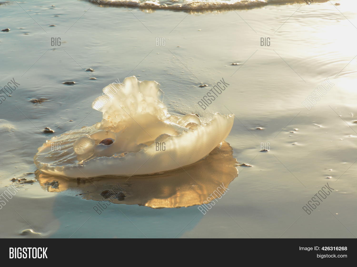 Rhopilema Nomadica Image & Photo (Free Trial) | Bigstock