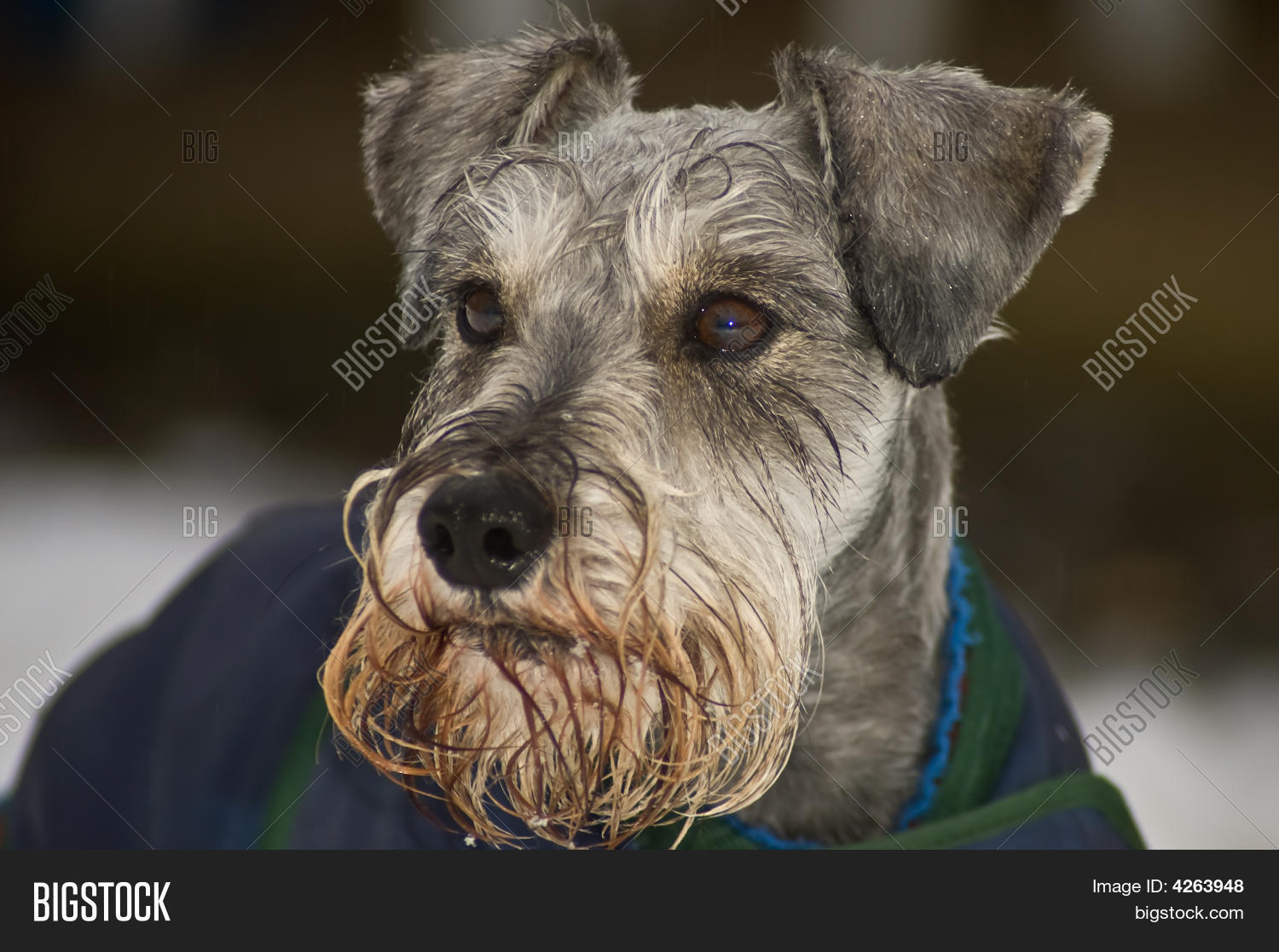 Miniature Schnauzer Image & Photo (Free Trial) | Bigstock
