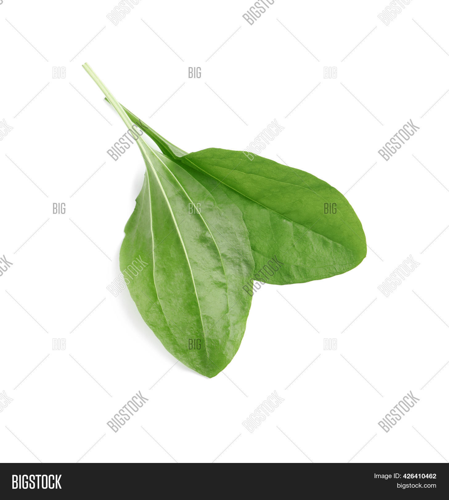 Green Broadleaf Image & Photo (Free Trial) | Bigstock