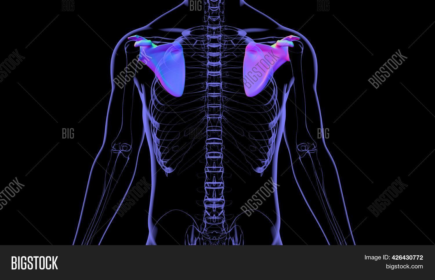Human Skeleton Anatomy Image & Photo (Free Trial) | Bigstock